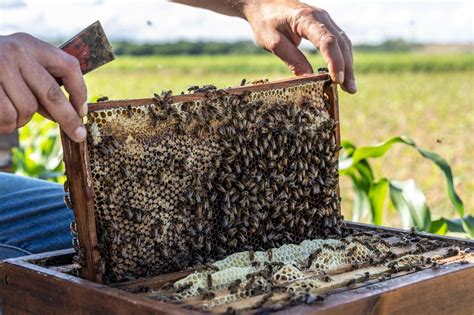 Au Luxembourg Philippe Thill Lapiculteur Qui Insémine Les Abeilles Lessentiel