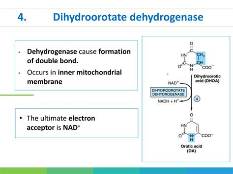 Primidine Metabolismpptx