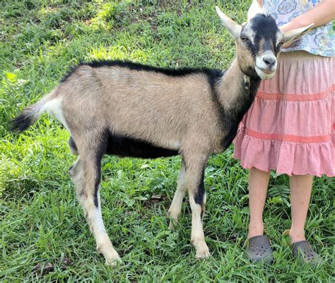 Beulah Valley Moses A Beulah Valley Farm Jam