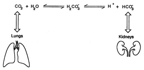 Biochemistry Midterm 1 Flashcards Quizlet