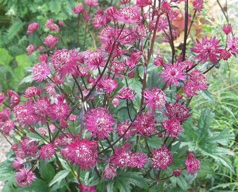 Astrantia Major Ruby Star® Denis Plants