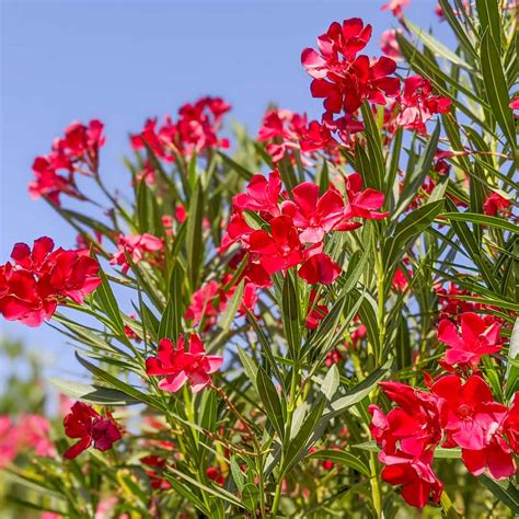 Oleander Hedges Moon Valley Nurseries