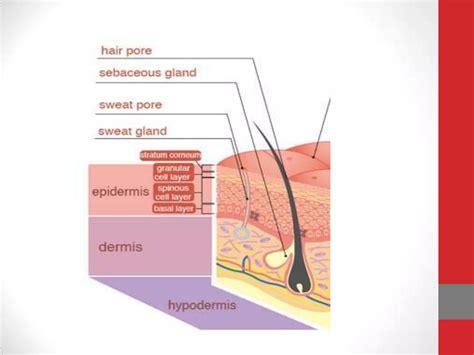 Sistem Integumentari By Imana Pptx