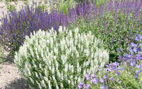 Tinginio Gėlynas Šiaulių Kraštas