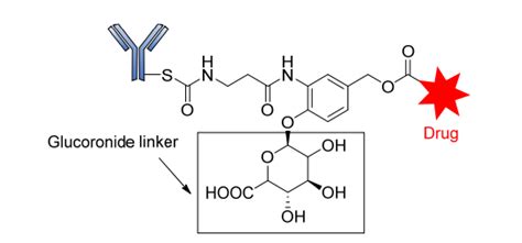 β Glucuronidases Cleavable Linker Design And Synthesis Boc Sciences