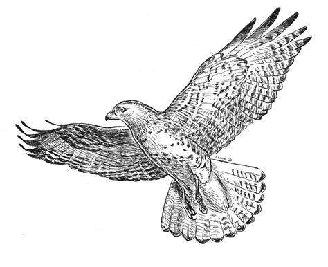 Red Tailed Hawk Andrew Leach Projects