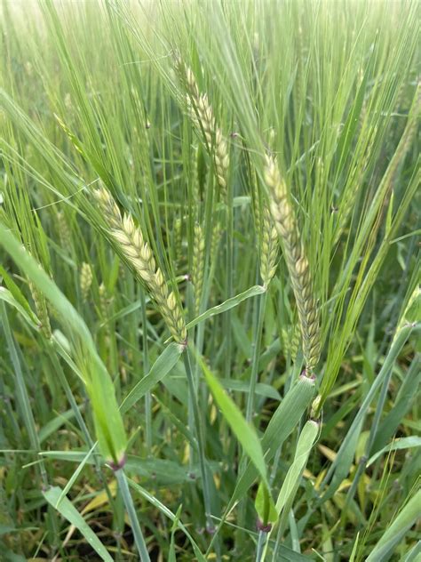 Plenty Of Yellow Spring Barley Page 4 The Farming Forum