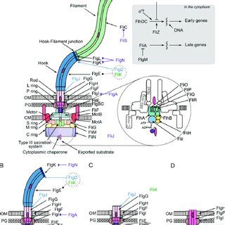 Schematic Diagram Of The Bacterial Flagellar Assembly Pathway