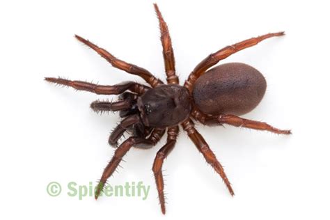 Trapdoor Spiders Spidentify