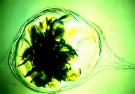 Glass Defect Analysis Operations And Repairs