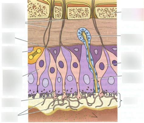 Olfactory Bulb Structure Diagram Quizlet