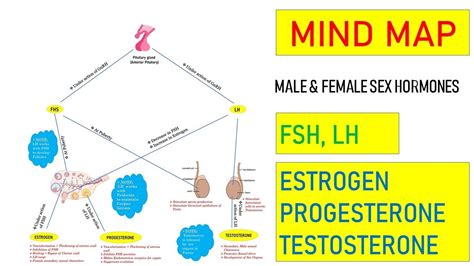 Mind Map Sex Hormones Mdcat Reproduction Mdcat Hormones Mdcat Online Prep Youtube