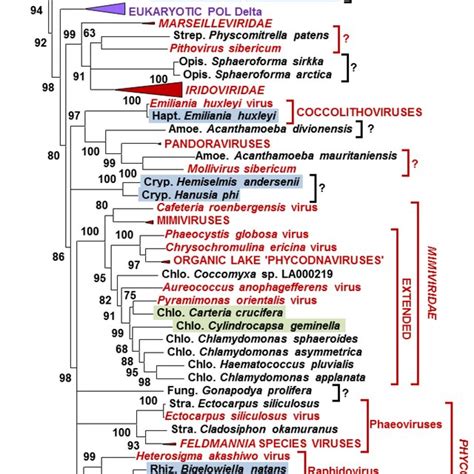 Maximum Likelihood Phylogenetic Tree Of Dna Polymerase Proteins
