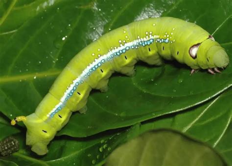 16 Types Of Horned Caterpillars With Pictures