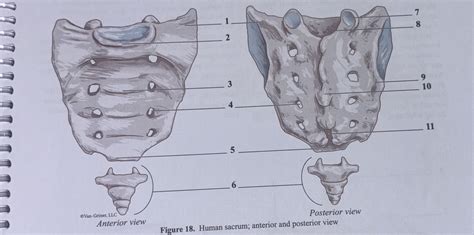Lab 2 Sacral Vertebrae Diagram Quizlet Lab 2 Sacral Vertebrae Diagram Quizlet