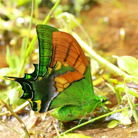 Teinopalpus Imperialis Animaliabio의 사실 다이어트 서식지 및 사진