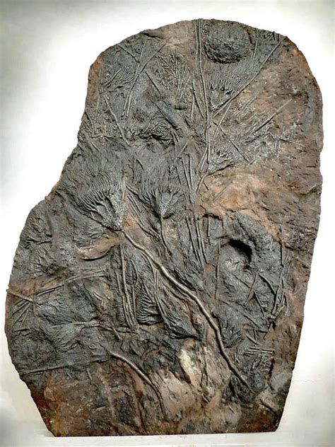 Fossilized Giant Crinoid And Coral Mass Extinction Event Barnebys