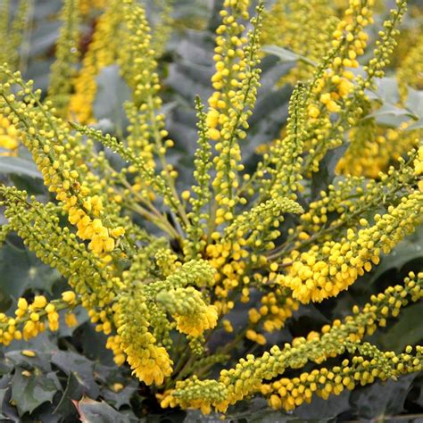 Buy Mahonia Mahonia × Media Winter Sun