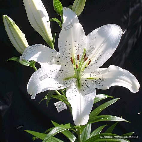 Ai创作图百合花特色 九龄百合 高清百合花 百合高清大图 百合花美图 百合花品种 天资百合 白色圣心百合 百合高清图片 百合高清 洁白的百合花 百合花白百合花卉 百合花白百合 日本植物花香水