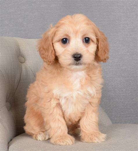 Cockapoo Puppies Canada Blog Insights Tips And Stories