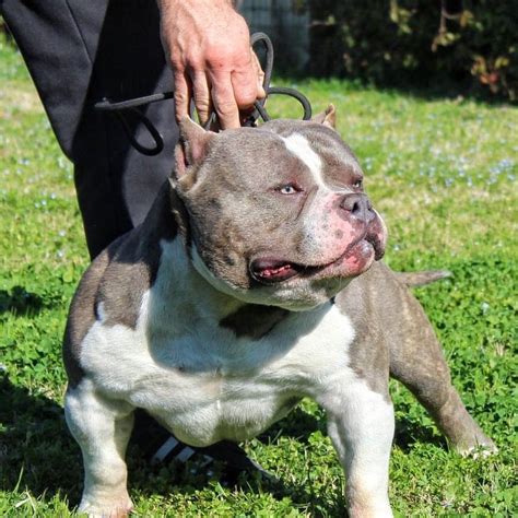 Rip Ch Doom Son 🏆doom Jr🏆 The Best Of Best Bully In Italy Rome