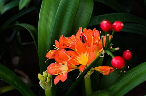 Кливия - Clivia - Градинар