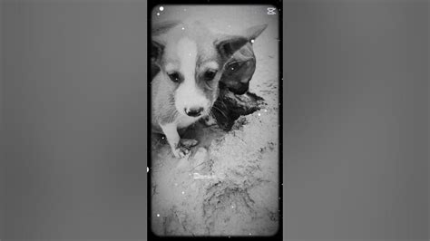 Inky Pinkey Ponky Youtube