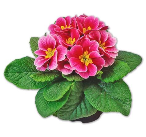 Primel Von Penny Markt Ansehen