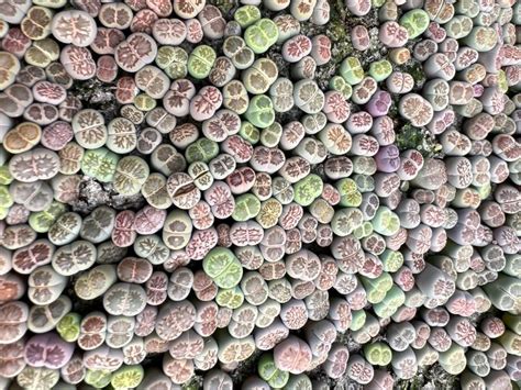 Lithops Discover Rare Succulent Plants At Vivian Lithops Garden