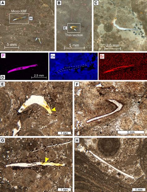 Phosphatic Microfossil Debris Within Intercalations Of Stromatolites