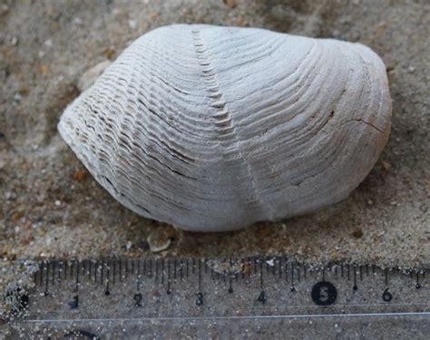 Taxonomy Pholadidae Piddocks