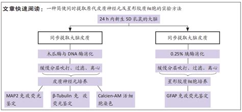 Sd乳鼠原代皮质神经元及星形胶质细胞同时培养的实验方法进行神经系统细胞
