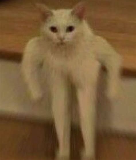 Funny Cute Cats And Silly Cat Pictures