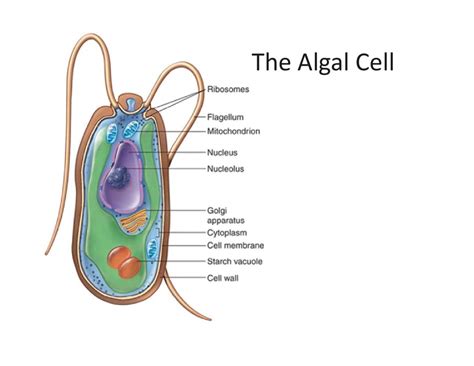 What Are Cell Walls Of Algae Made Of At Linda Lampkin Blog