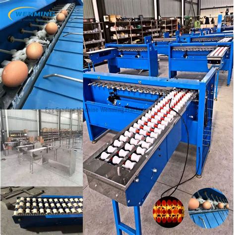7 Grade Egg Sorting Machine Grading Eggs 7 Differnt Grades By Weight Wm Machinery