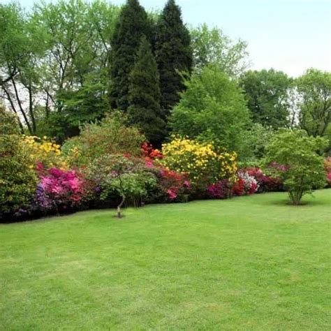 Four Seasons Evergreen Dwarf Grass Seeds Richjeen