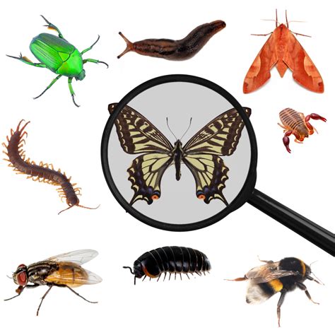 An 8 Step Guide On How To Identify Bugs In Your House Or Yard Gulo In