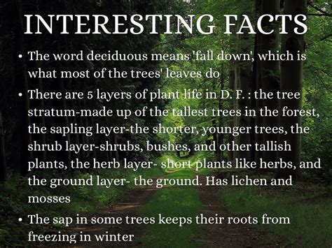 Deciduous Forest Climate Facts
