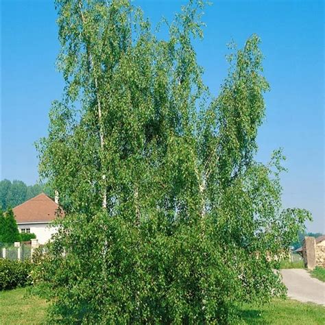 Bříza Bradavičnatá Crispa Za 22900czk Allegro