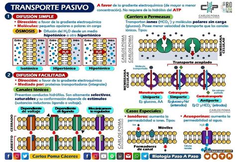Transporte Pasivo Notas De Biología Medicina Humana Transporte Activo Y Pasivo