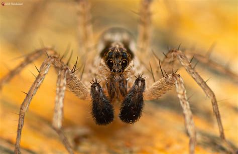 British Spider Identification Group Another Pardosa Species On A Pipe