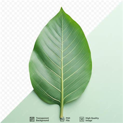 Premium Psd Photo Of A Jackfruit Leaf