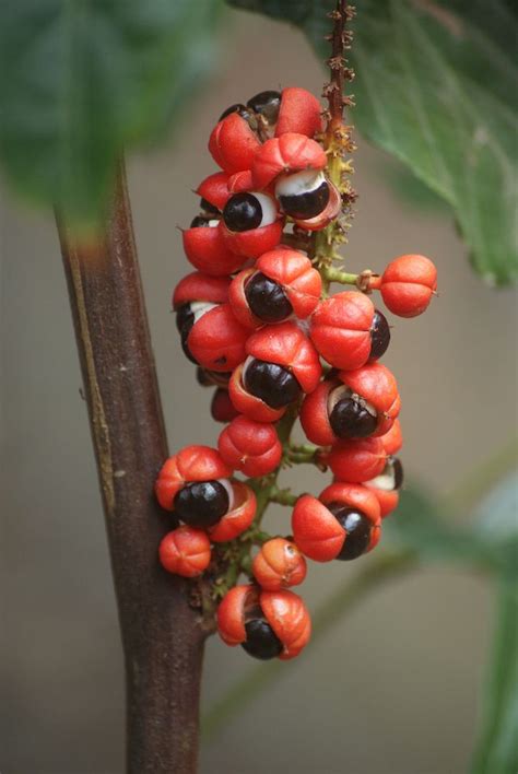 Guarana Uses Side Effects Precautions And More