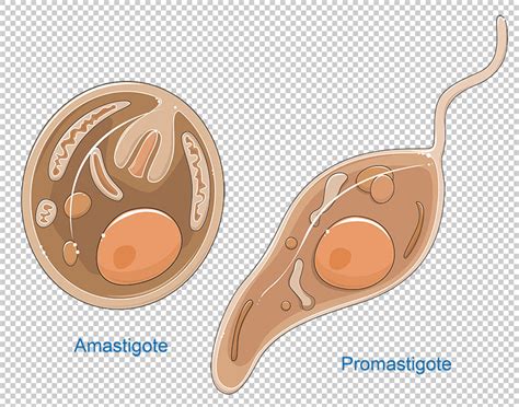 Leishmania Vector Scientific Illustration