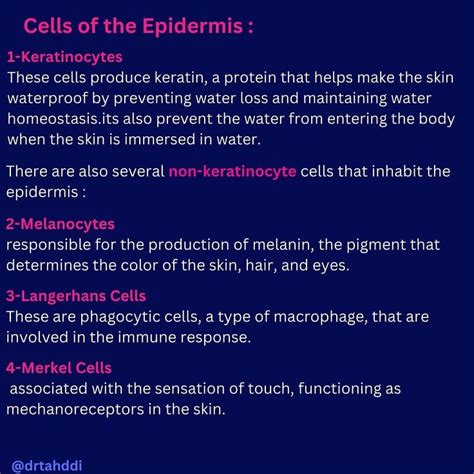 The Integumentary System The Integumentary System Consists Of The