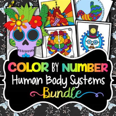 Human Body Systems Color By Number Bundle Science Worksheets Tpt