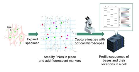 Researchers To Explore Bone Marrow Research Using Expansion Sequencing