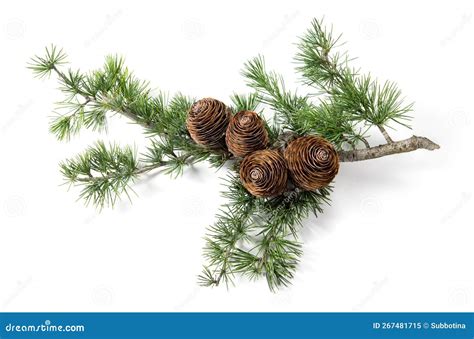 Cedar Tree Deodar Branch With Cones Isolated On White Background