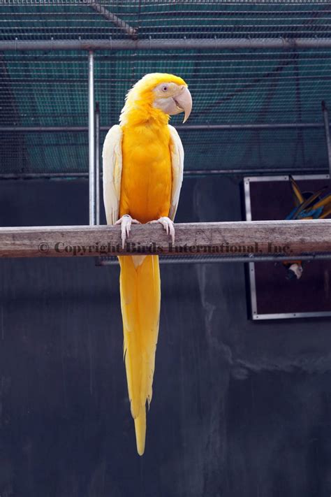 Blue And Gold Macaw Lutino
