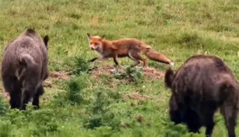 你敢相信吗？狡猾的狐狸抓走了野猪 爱奇艺